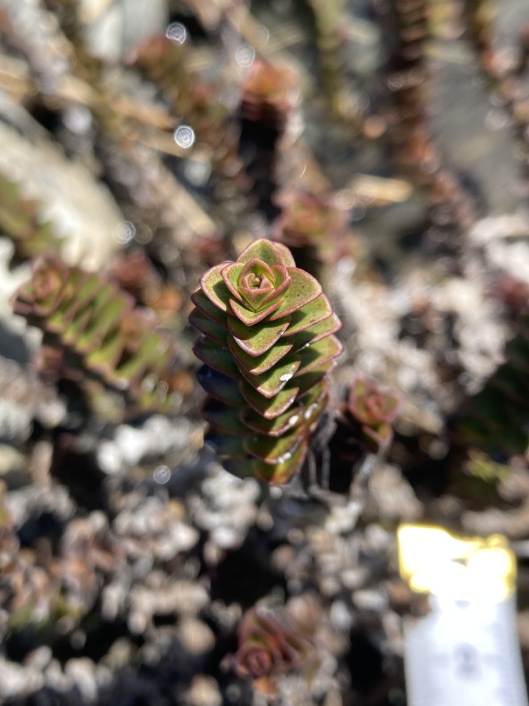 Veronica epacridea from Rastus Burn, Queenstown, Otago, NZ on December ...