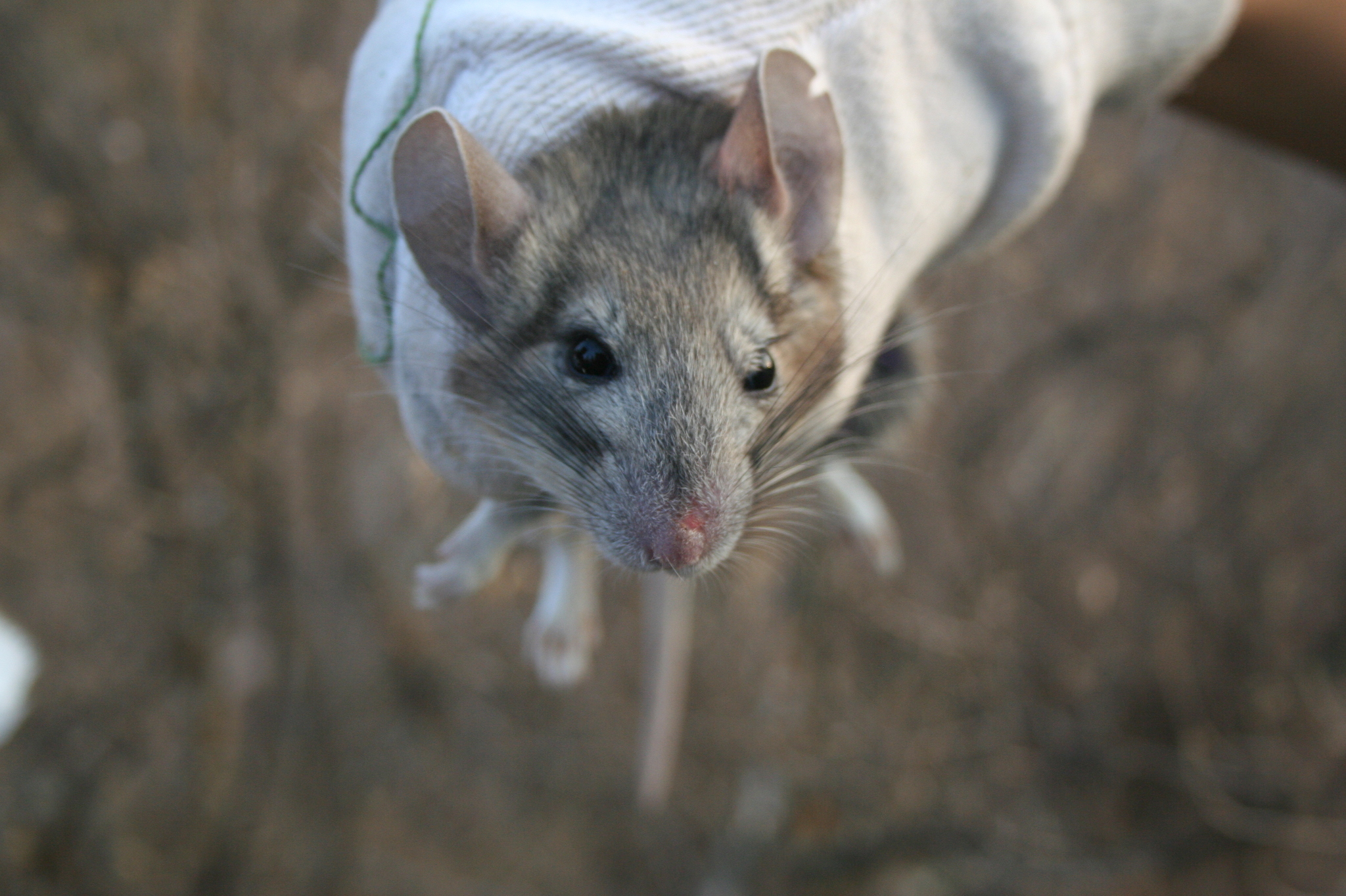 Neotoma leucodon Merriam, 1894
