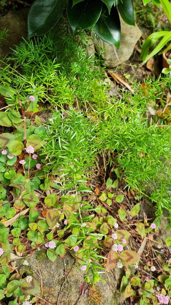 African Asparagus from Melbourne VIC, Australia on November 25, 2022 at ...