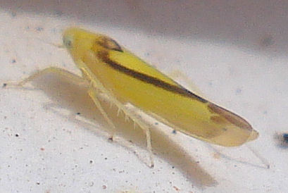 Edwardsiana geometrica (Insects validated new to N.Z. by MPI) · iNaturalist