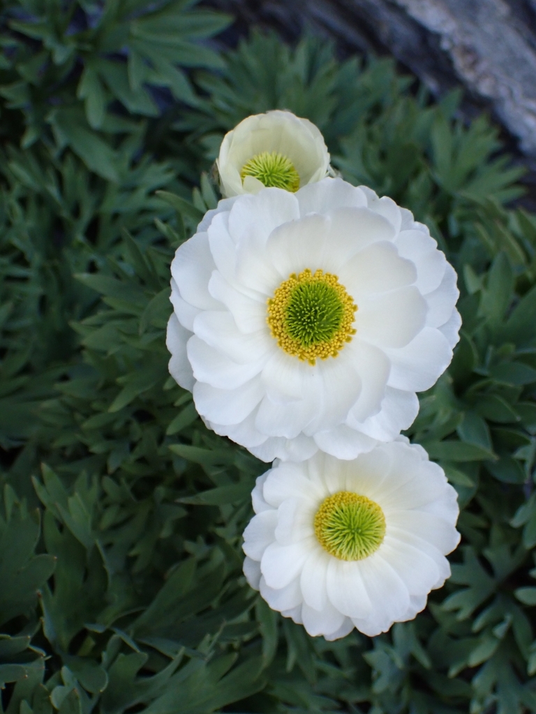 Ranunculus buchananii from Wye Creek 9371, New Zealand on December 7 ...