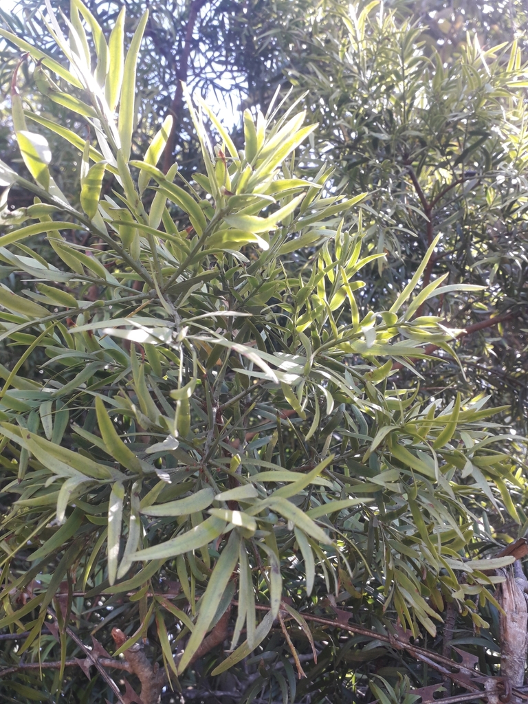 plum pine from Welgemoed, Cape Town, 7538, South Africa on December 07 ...