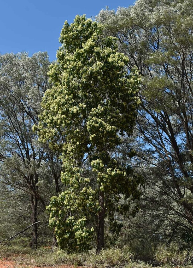 Bitterbark (Alstonia constricta) - Botanical Realm
