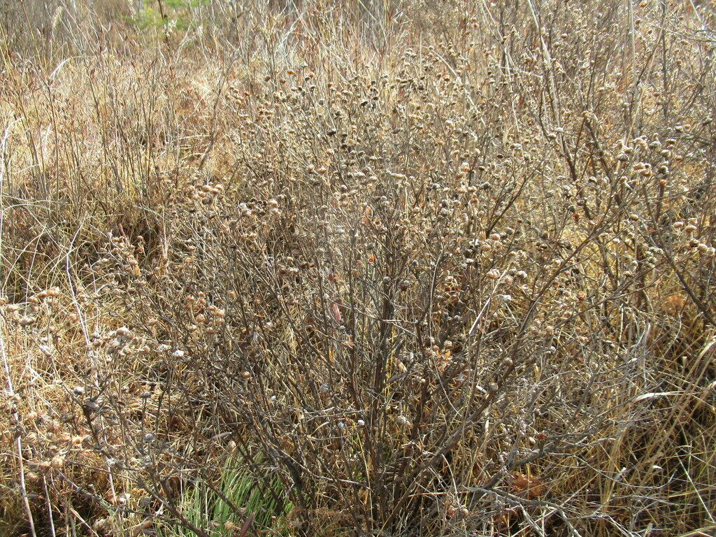 shrubby cinquefoil from Усольский р-н, Иркутская обл., Россия on ...