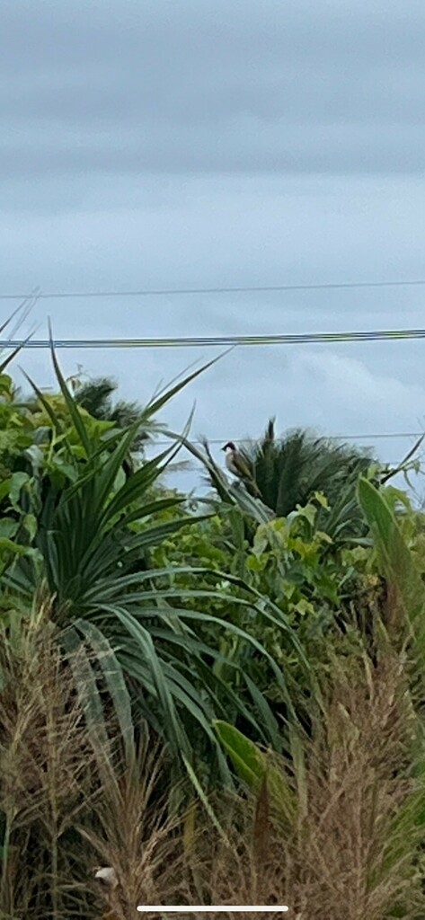 Styan's Bulbul in November 2022 by inatpeshualien001 · iNaturalist