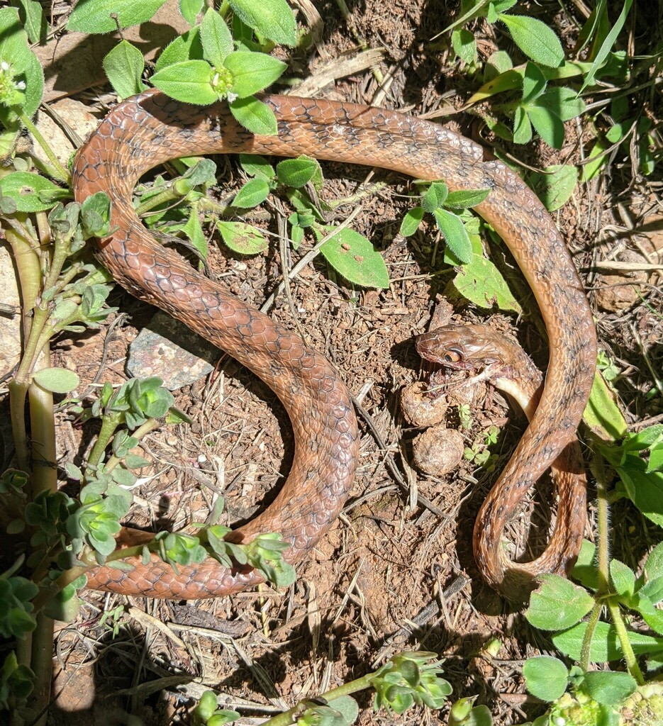 Brown Tree Snake from Black Mountain QLD 4563, Australia on October 28 ...