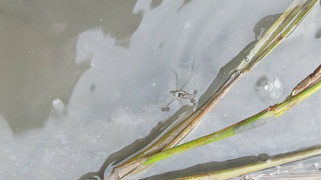 Limnogonus fossarum from 974台灣花蓮縣壽豐鄉 on November 14, 2022 at 06:00 PM ...