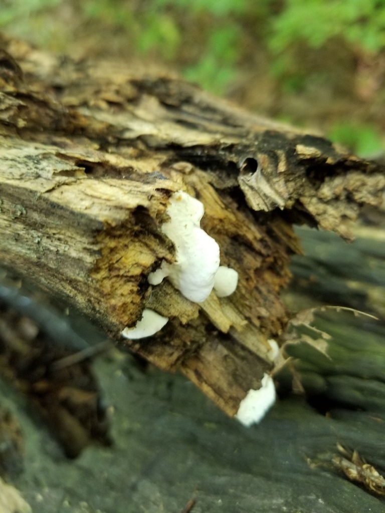 Hazel Bracket from 5993 North Messick Road, New Castle, Indiana, 47362 ...