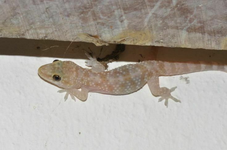 Mediterranean House Gecko from Fayetteville, AR, USA on December 2 ...