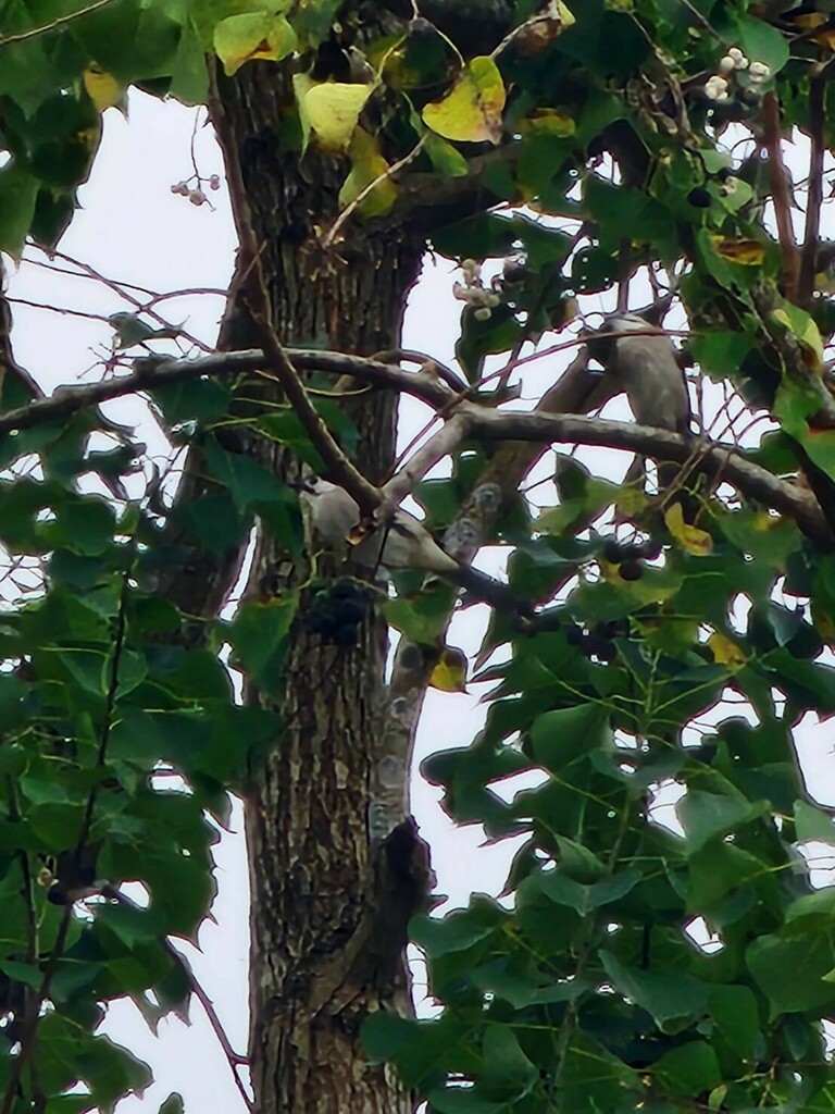 Styan's Bulbul in October 2022 by inatpeshualien001 · iNaturalist