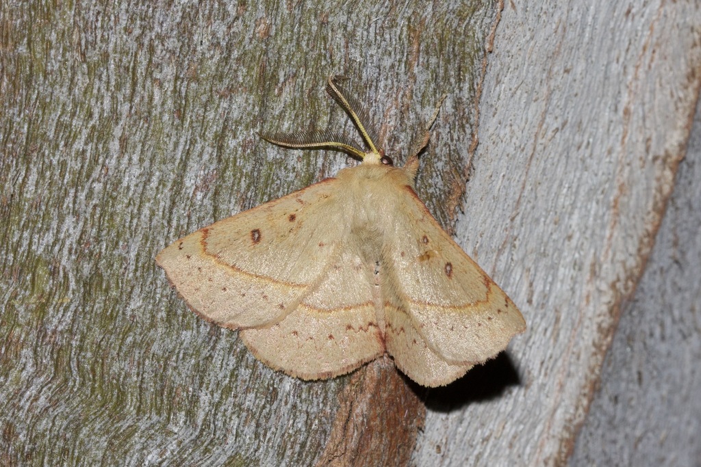 Common Anthelid Moth from Mornington Railway, VIC, Australia on ...