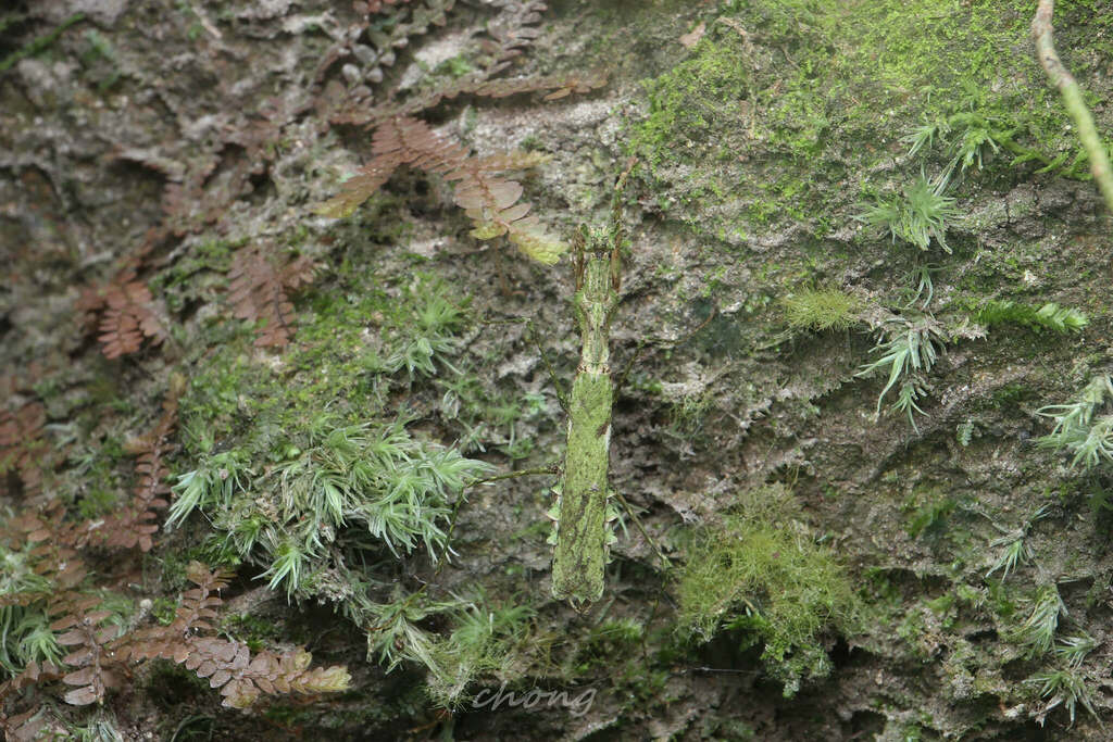 Haania vitalisi from 中国海南省五指山市 on January 25, 2022 at 12:01 AM by 虫虫 ...