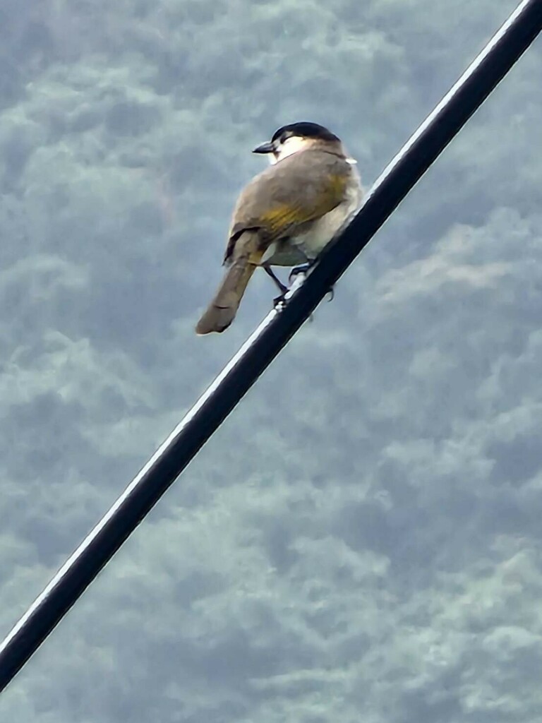 Styan's Bulbul in October 2022 by inatpeshualien001 · iNaturalist