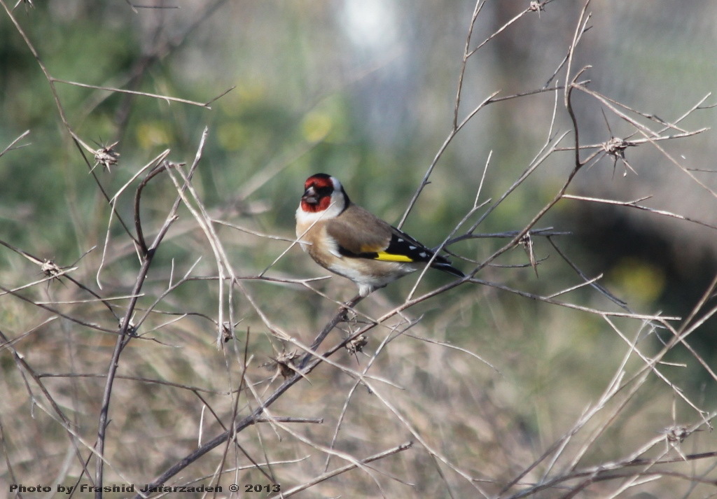 European Goldfinch from Mazandaran Province, Iran on December 19, 2013 ...