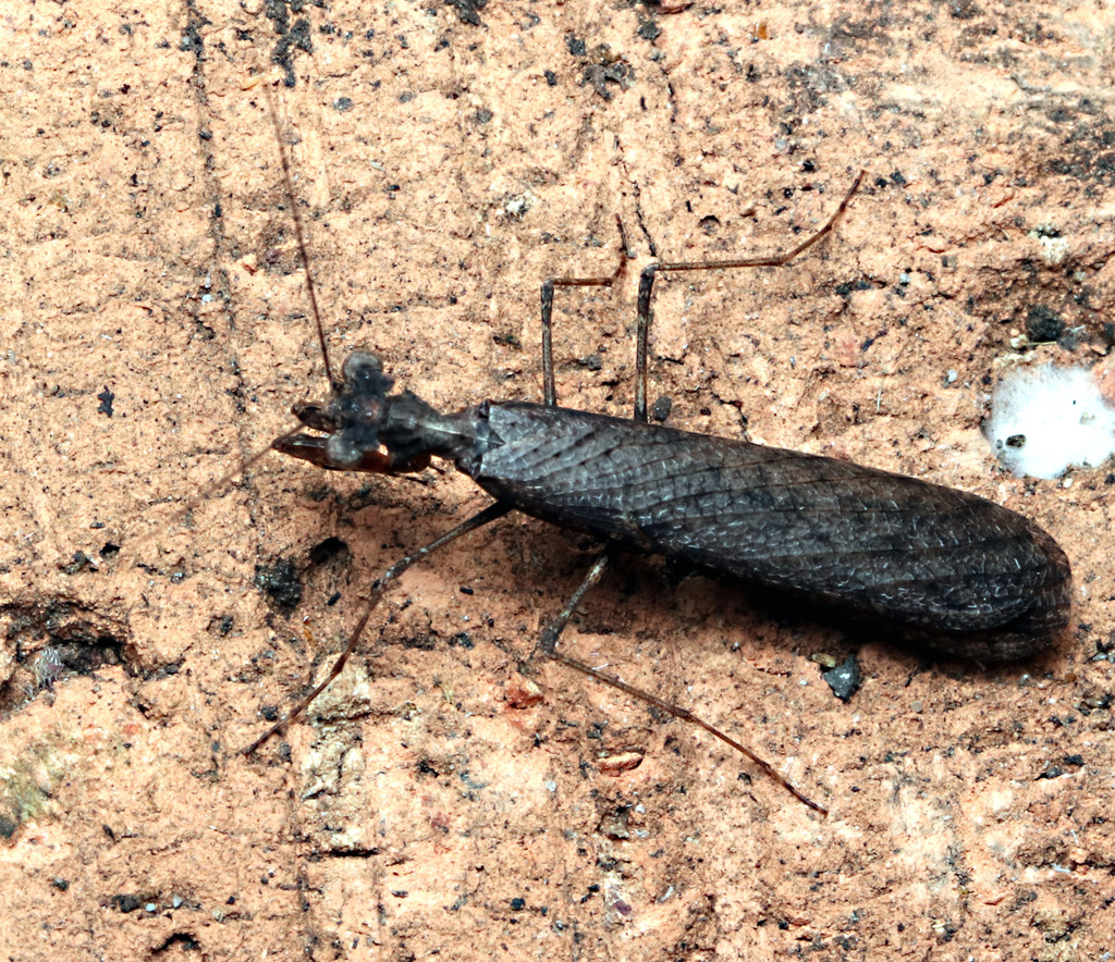 Southern Boxer Bark Mantis in November 2022 by juliegraham173 · iNaturalist