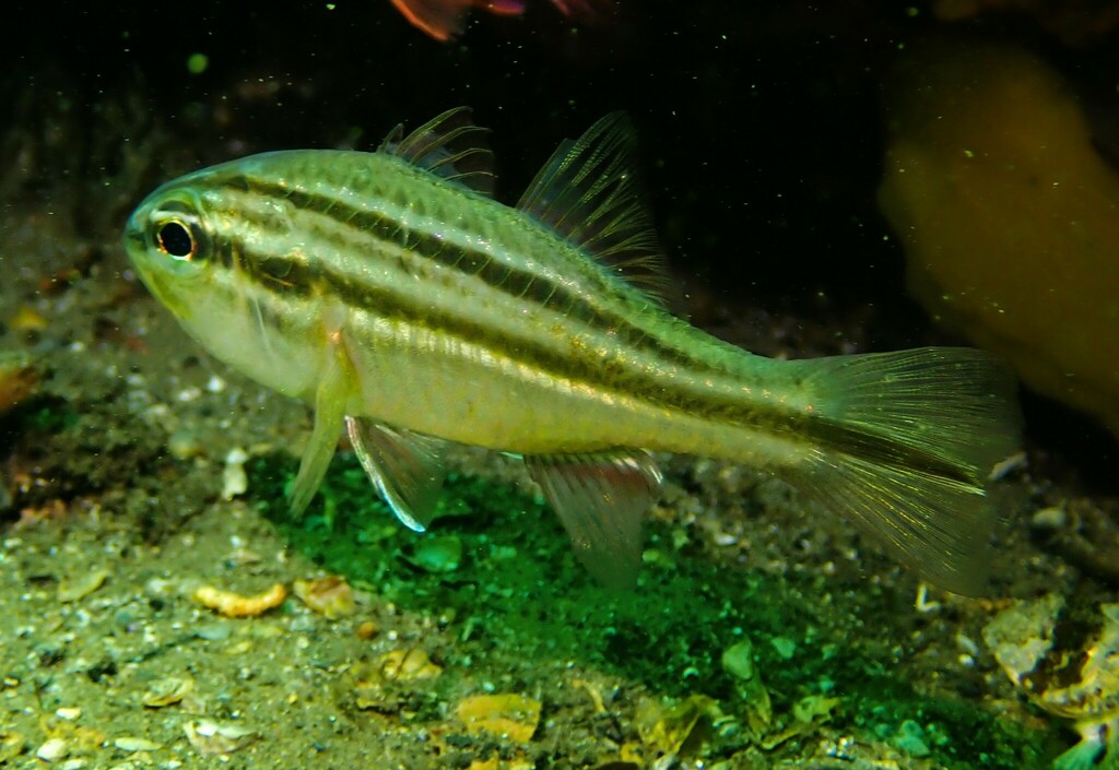 Broad-banded Cardinalfish from Sydney NSW, Australia on December 05 ...