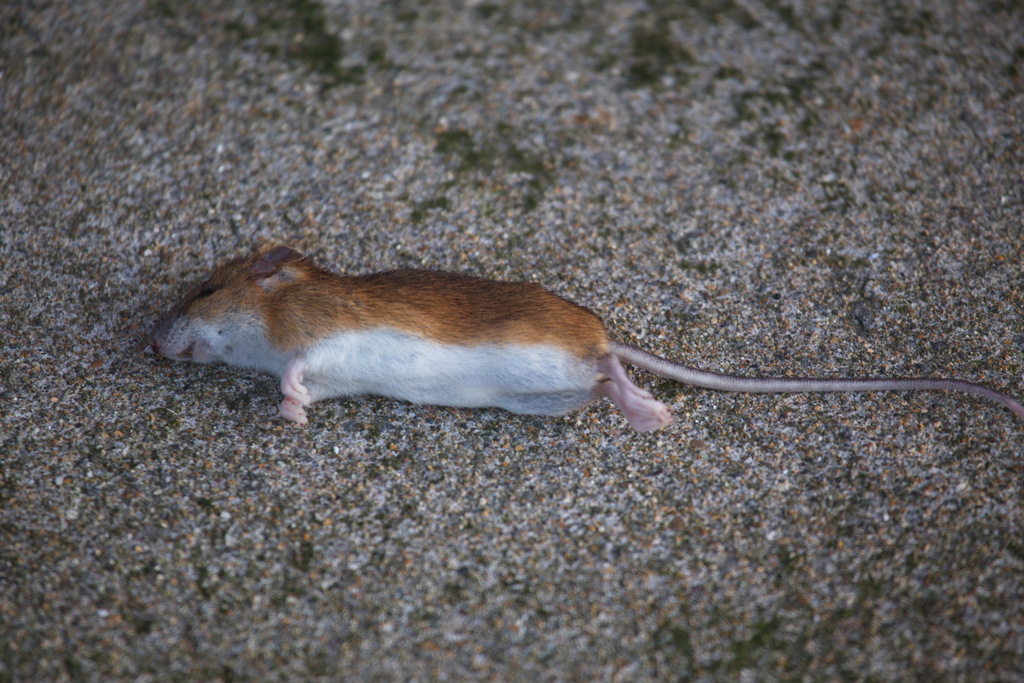 Large Japanese Field Mouse from Южно-Курильск on December 07, 2022 at ...