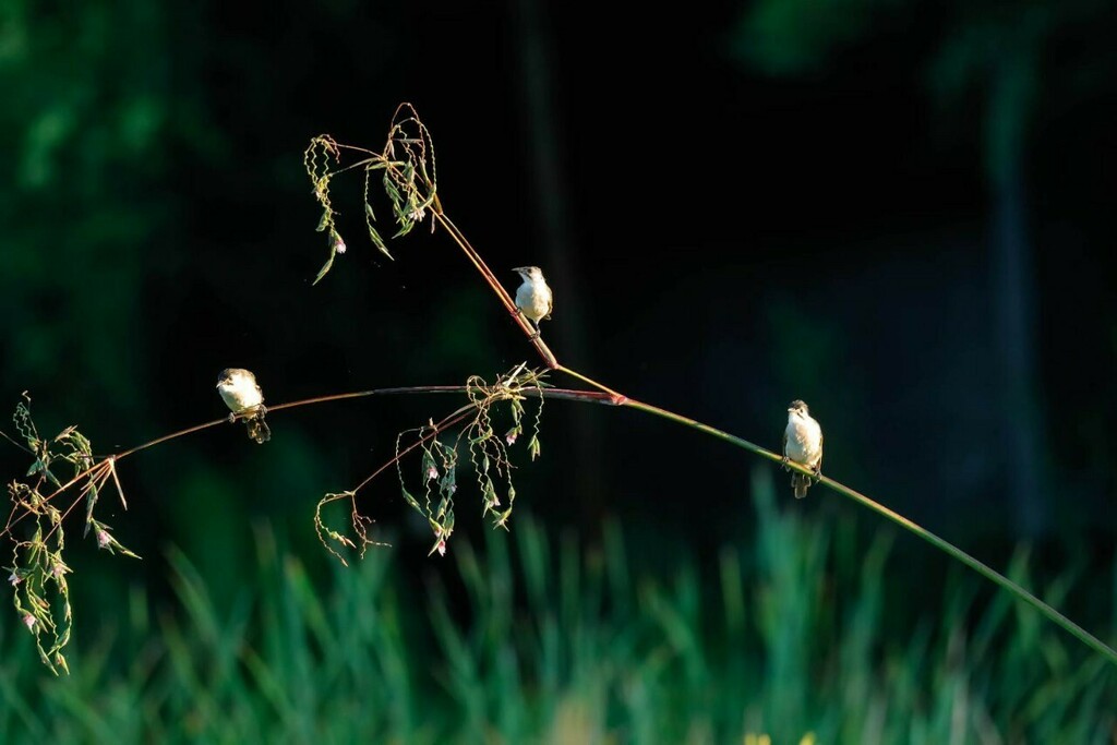 Styan's Bulbul in October 2022 by inatpeshualien001 · iNaturalist