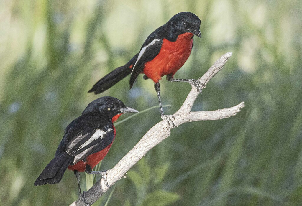 Bushshrikes and Allies (Malaconotidae) - Avian Discovery