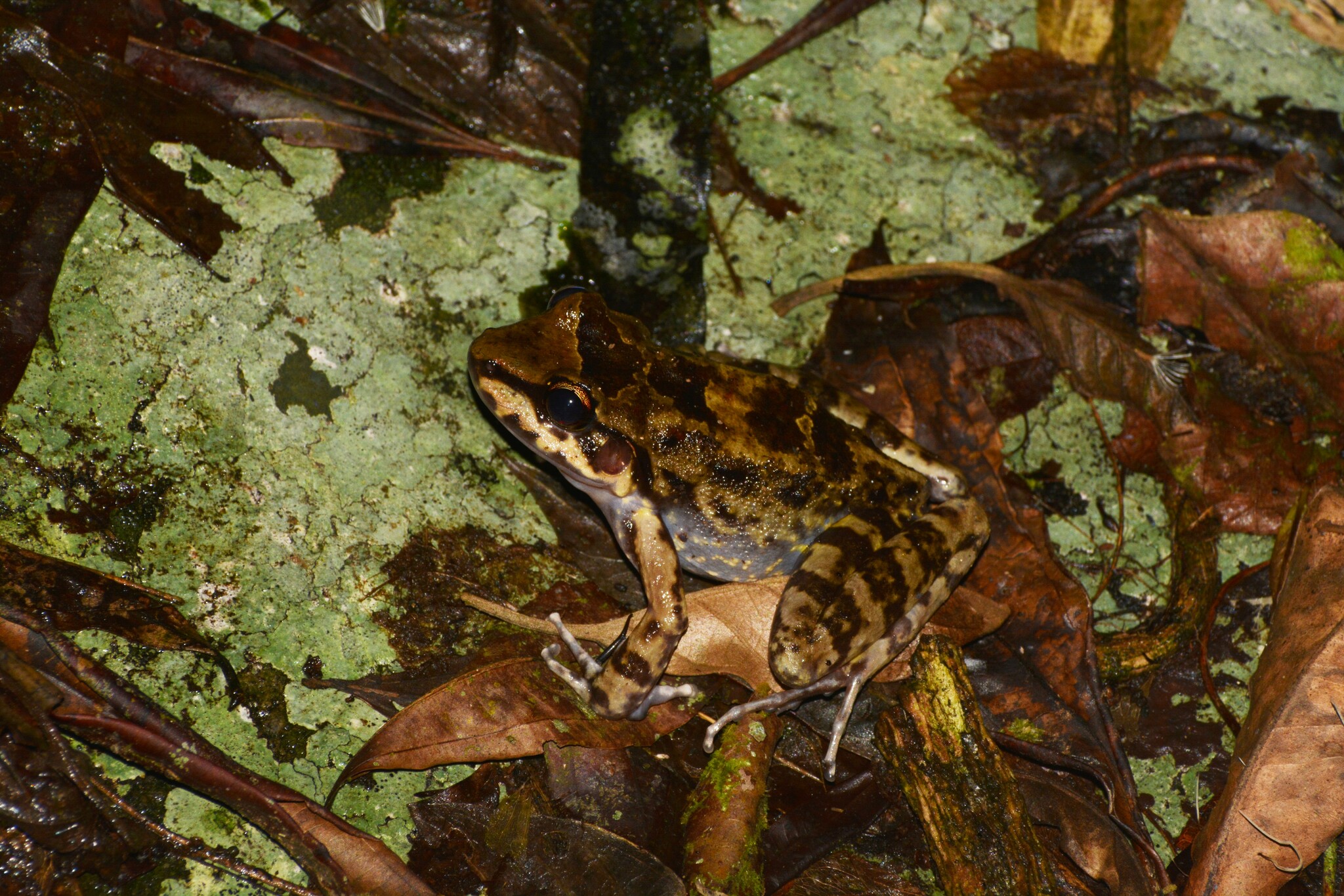Thoropa miliaris (Spix, 1824)
