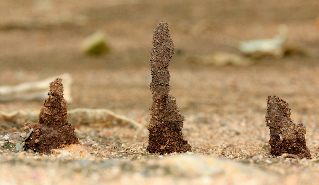 Microtermes from Mopani District Municipality, South Africa on November ...