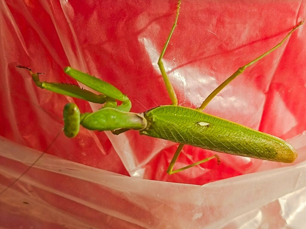 Giant Asian Mantis from 977台灣花蓮縣豐濱鄉 on November 25, 2022 at 09:09 PM by ...