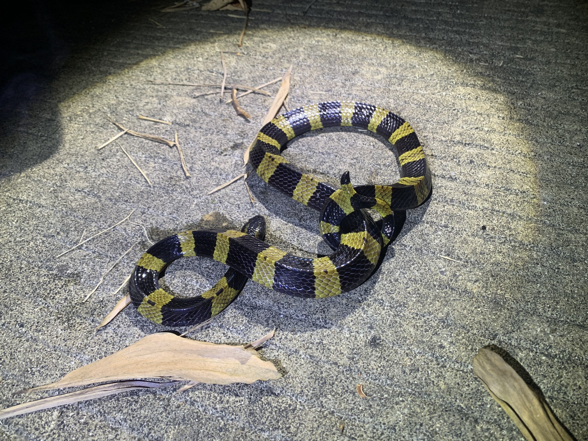 10 Venomous Snakes Living In Hong Kong – Snake Radar