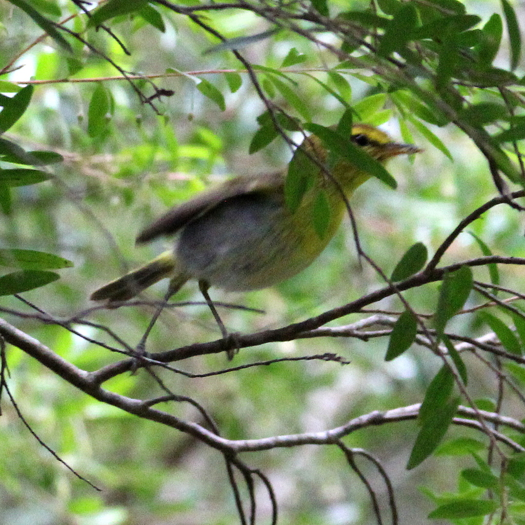 Yellow-throated Woodland-Warbler from Garden Route Botanical Garden on ...