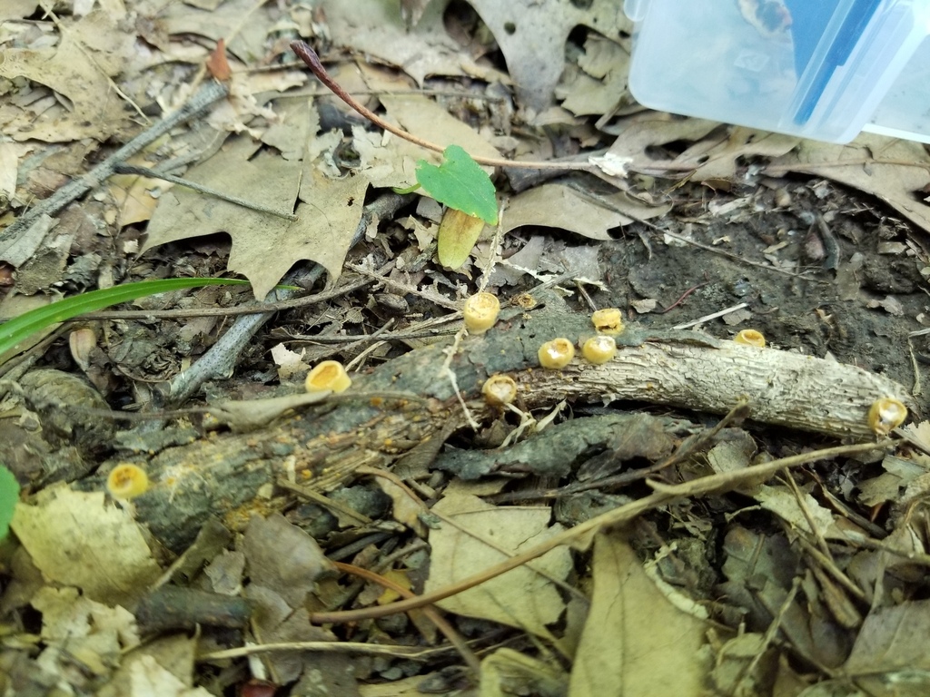 Crucibulum parvulum from 7751 South 890 West, Waveland, Indiana, 47989 ...