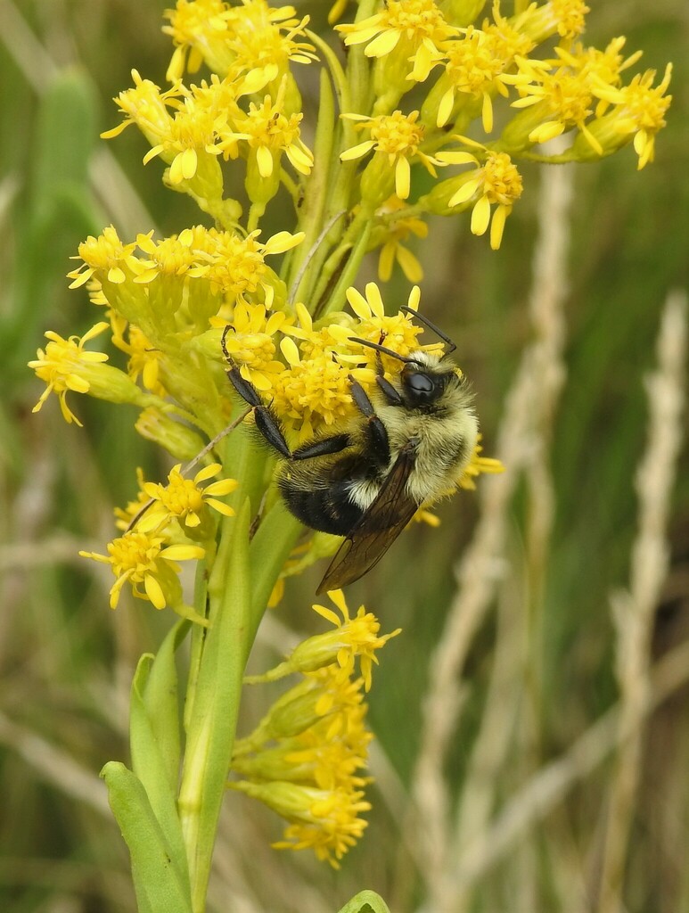 Common Eastern Bumble Bee from Glynn, Georgia, United States on ...