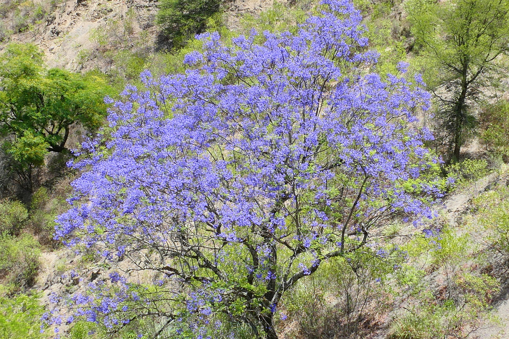 blue jacaranda from Sud Cinti, Bolivia on November 17, 2022 at 12:23 PM ...
