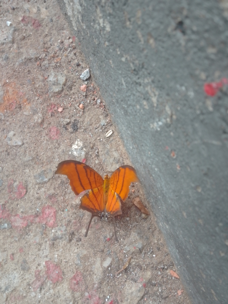Ruddy Daggerwing from Verde Ver Flores e Arranjos on December 07, 2022 ...