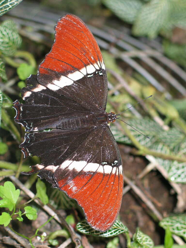 Rusty-tipped Page from Santa Cruz, Ecuador on October 25, 2007 at 11:07 ...