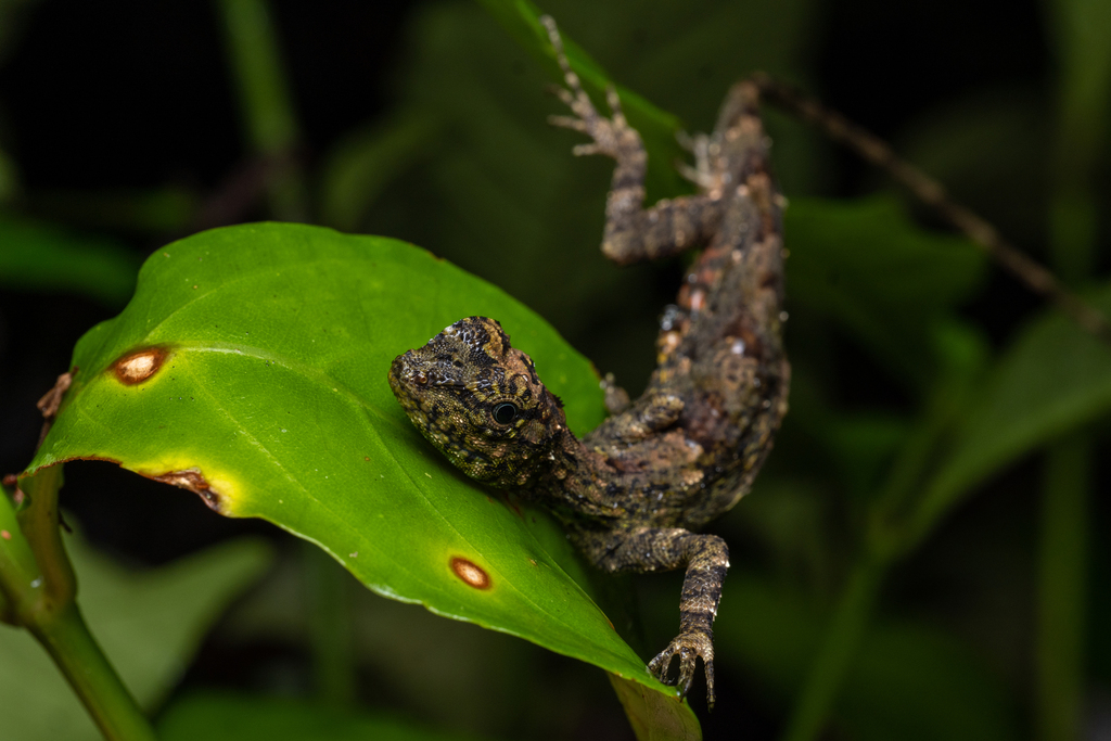 White Spotted Flying Lizard from 菲律賓保和比拉尔 on December 4, 2022 at 07:36 ...