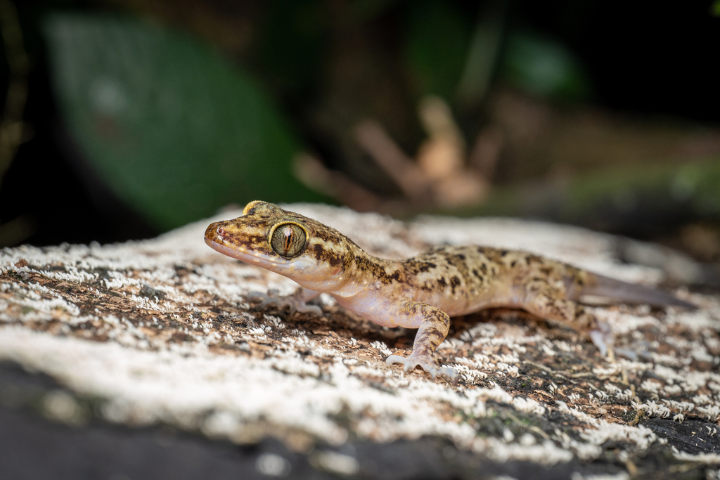 Bent-toed Geckos in December 2022 by Edward. probably Cyrtodactylus ...