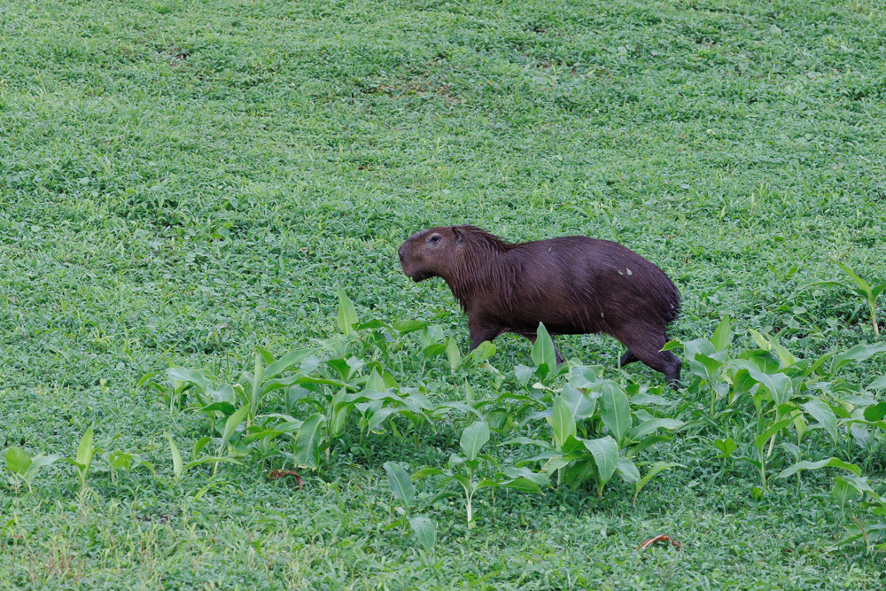 Lesser Capybara from Colón District, Panamá on November 19, 2022 at 03: ...