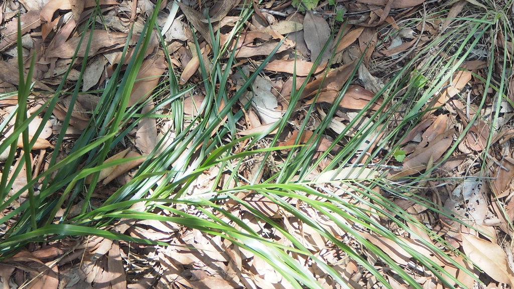 Queen palm from Walligan QLD 4655, Australia on December 07, 2022 at 10 ...