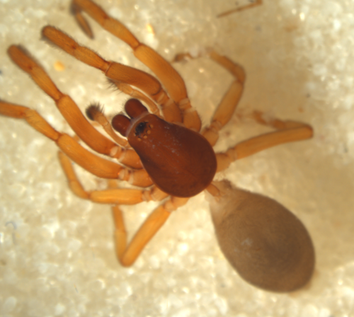 New Zealand Palp-footed Spiders, Hutton's Palp-footed Spiders (The ...