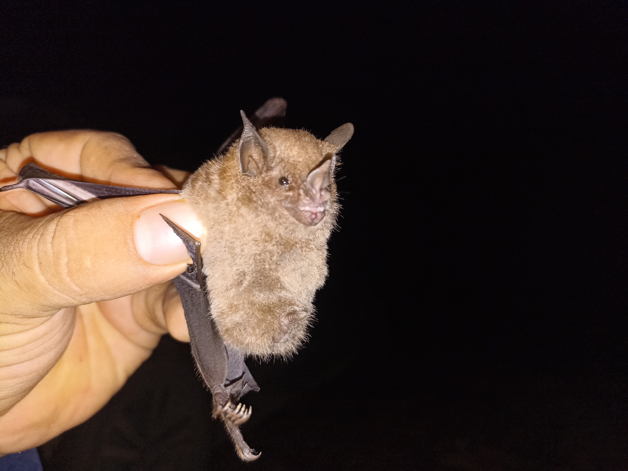Carollia perspicillata (Linnaeus, 1758)