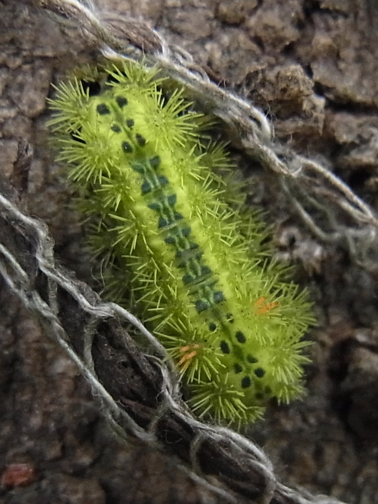 Blue-striped Nettle Grub (Moths of Singapore) · iNaturalist