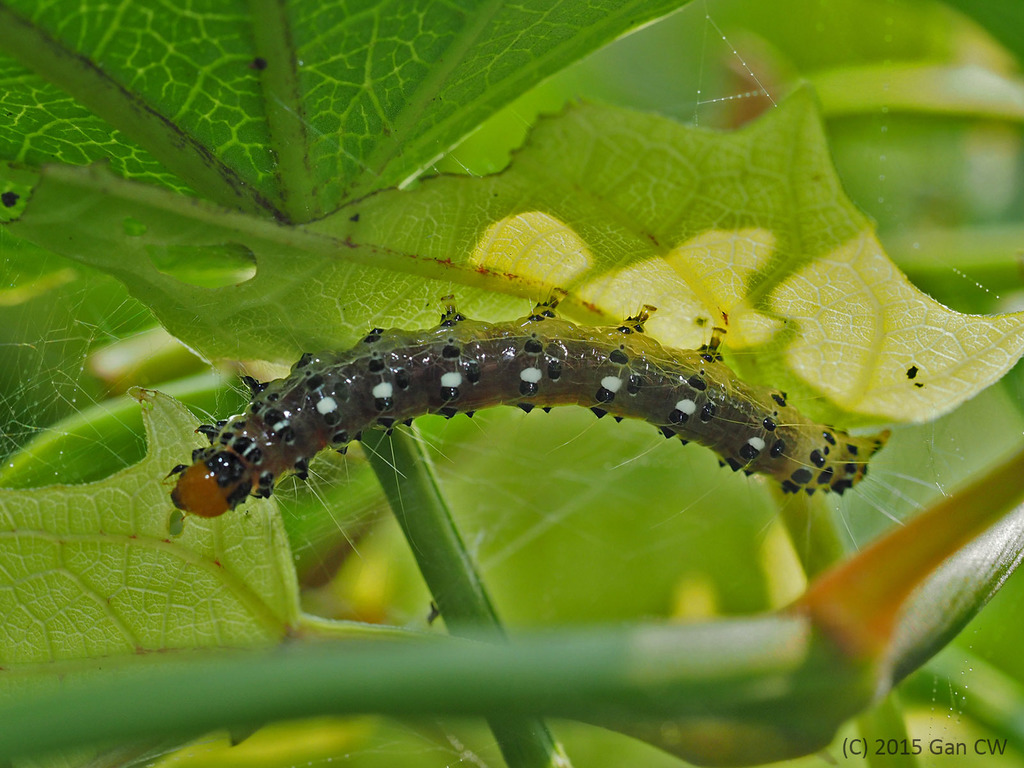 Filodes fulvidorsalis (Moths of Singapore) · iNaturalist