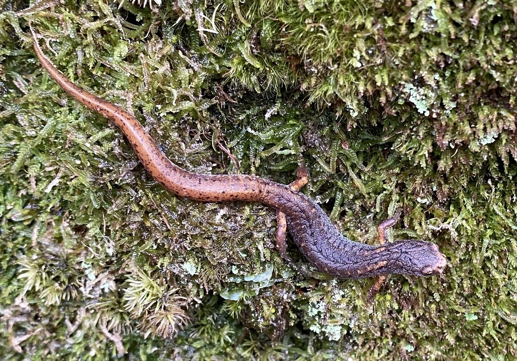 Four-toed Salamander from Daniel Boone National Forest, Stanton, KY, US ...
