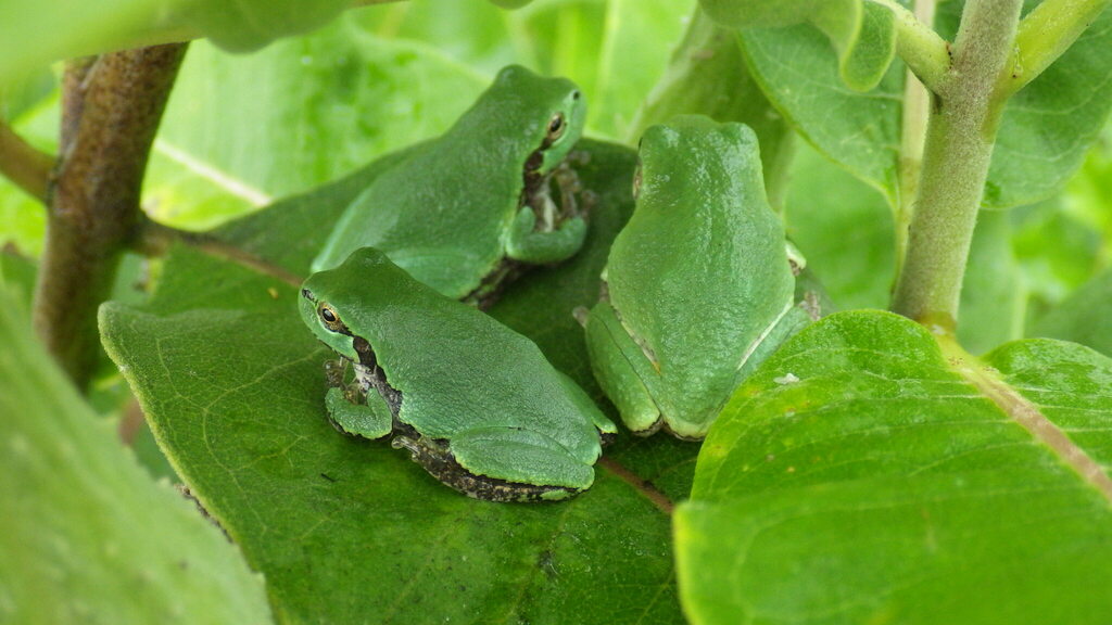 Gray Treefrog Species Complex from New Brighton, MN 55112, USA on ...