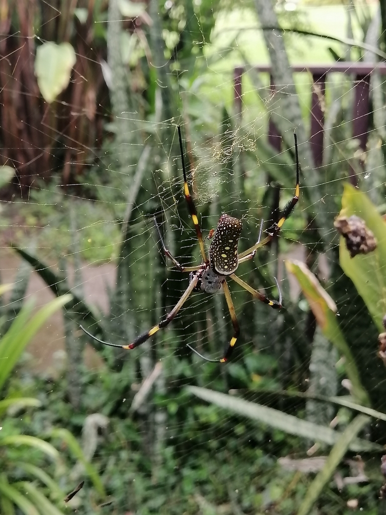 Golden Silk Spider from Cartago, Valle del Cauca, Colombia on May 24 ...