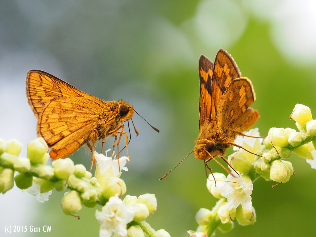 Lesser Dart (Butterflies of Kerala) · iNaturalist