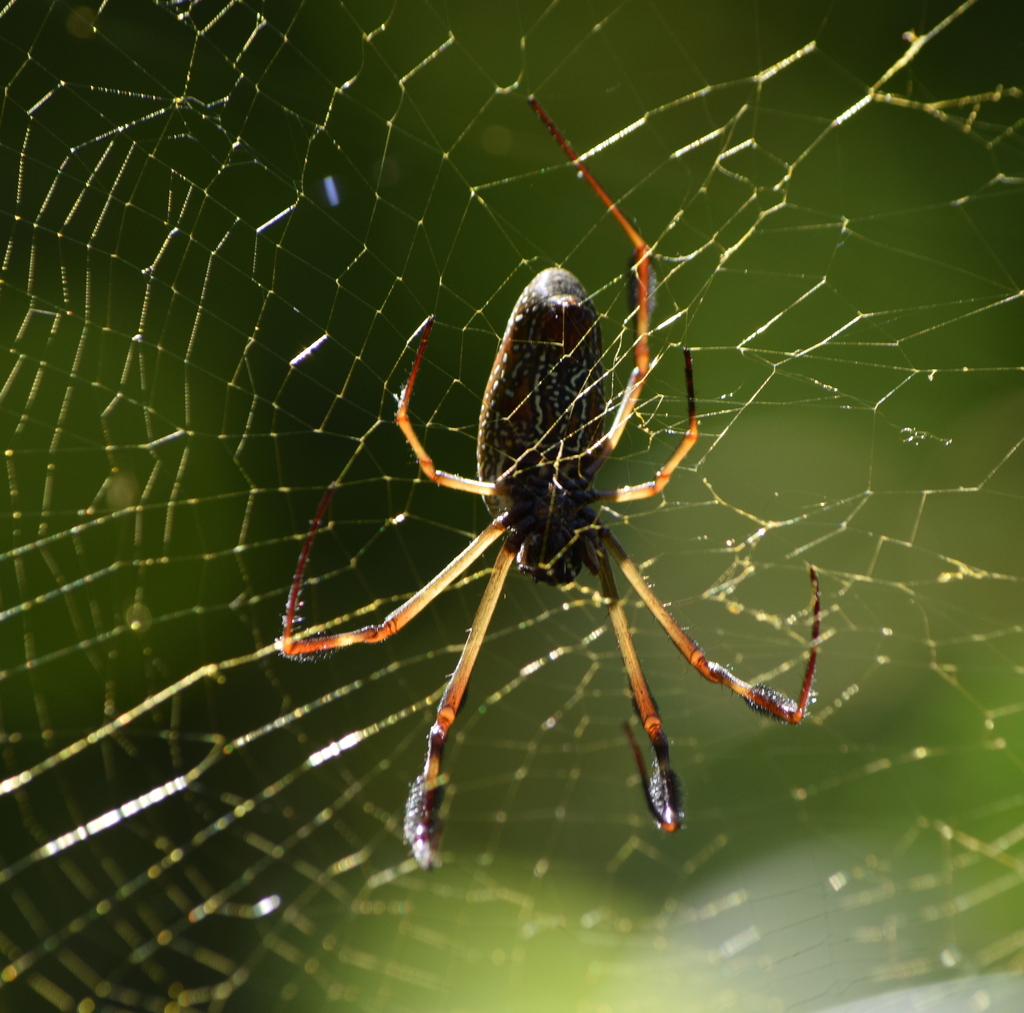 Golden Silk Spider from Cabo Corrientes, Jalisco, Mexico on November 30 ...