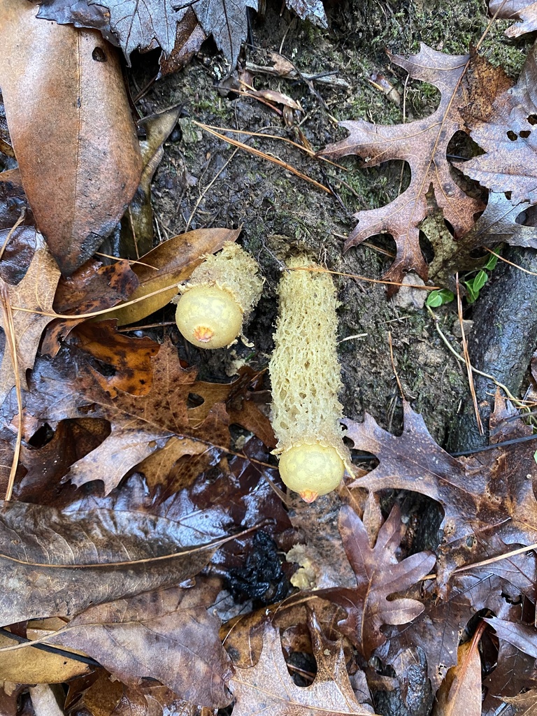 Collared Calostoma from Daniel Boone National Forest, Stanton, KY, US ...