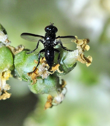 Catharosia albisquama · iNaturalist