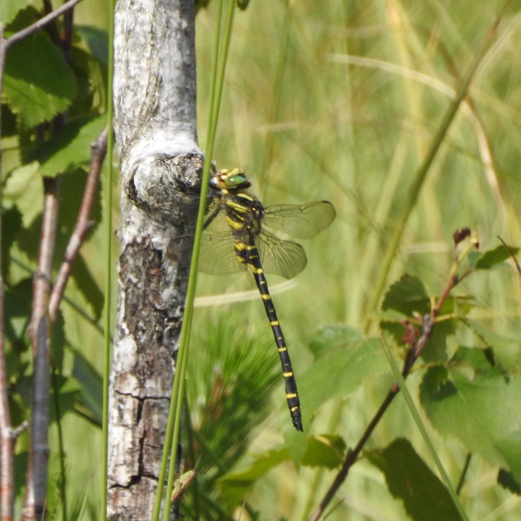Golden-ringed Dragonfly from 25240 Chapelle-des-Bois, France on July 24 ...