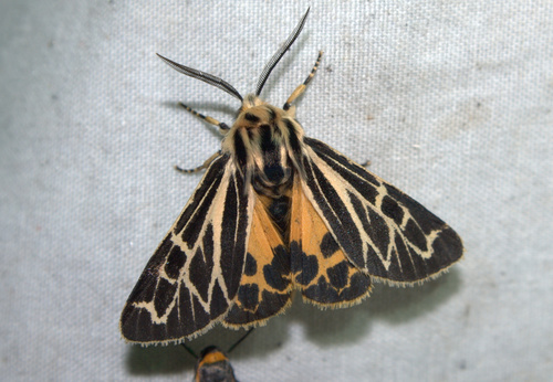 Apantesis obliterata · iNaturalist Mexico